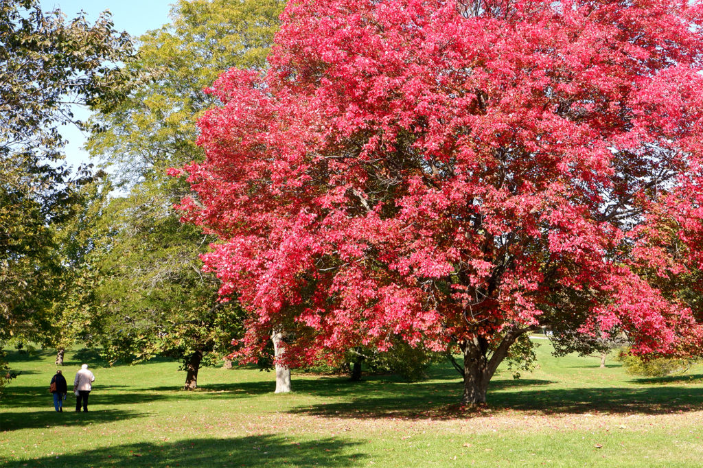 5 Reasons to Visit the Arboretum - Royal Botanical Gardens
