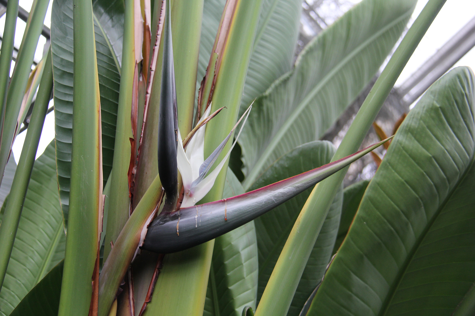 RBG's NEW Membership, Donations & Ticketing System - Royal Botanical ...