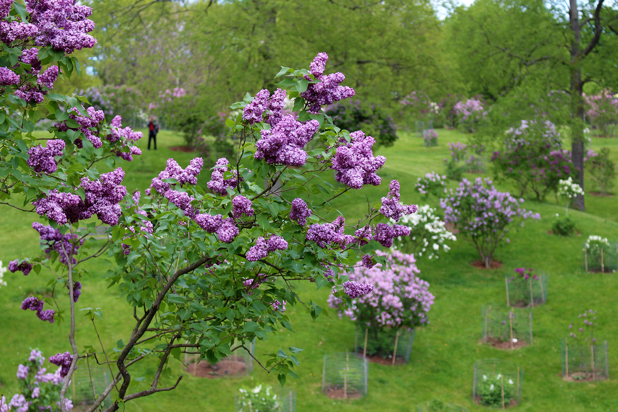 A Celebration of Lilacs - Royal Botanical Gardens