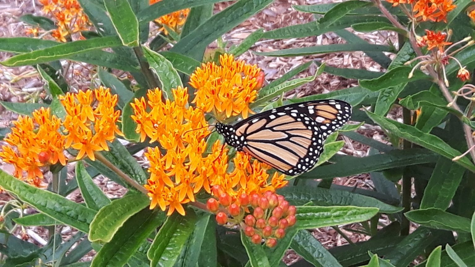 Rose Garden Collection - Royal Botanical Gardens