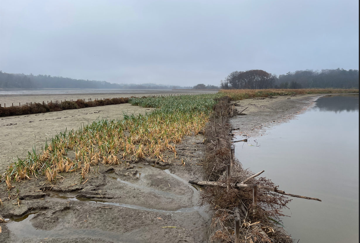Cootes Paradise: Rebuilding a River Channel with Christmas Trees ...