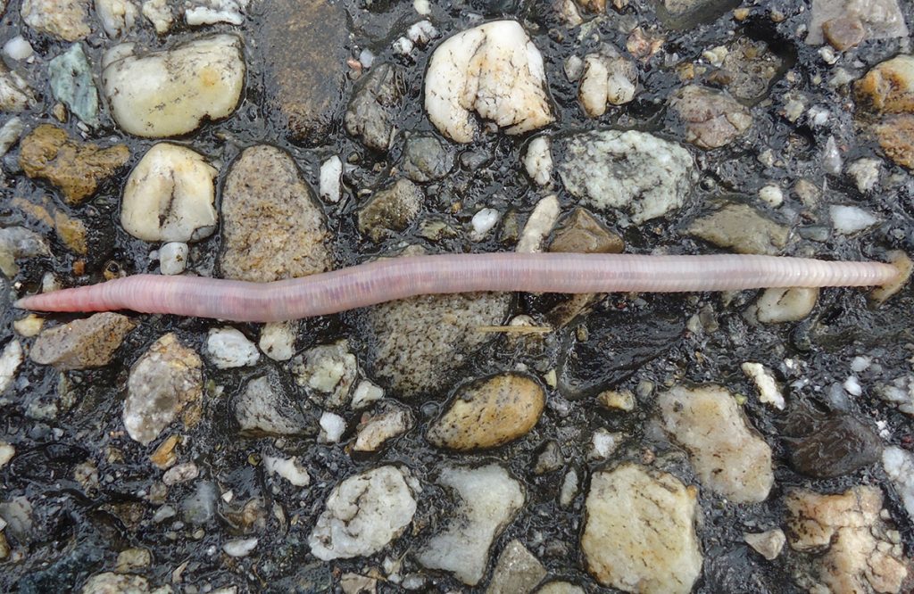 Invasive Worms of Ontario - Royal Botanical Gardens