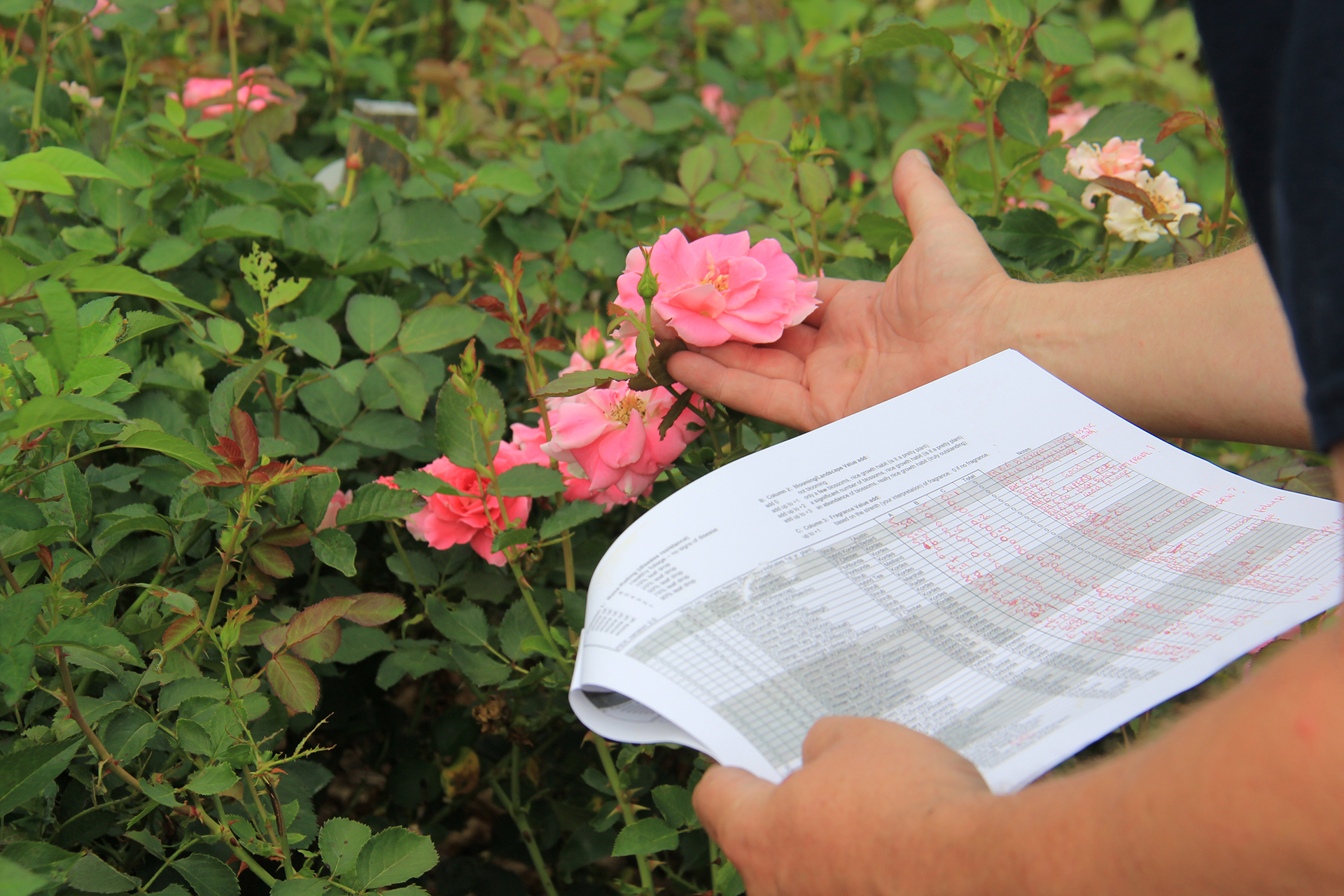 The Importance of Rose Evaluations - Royal Botanical Gardens