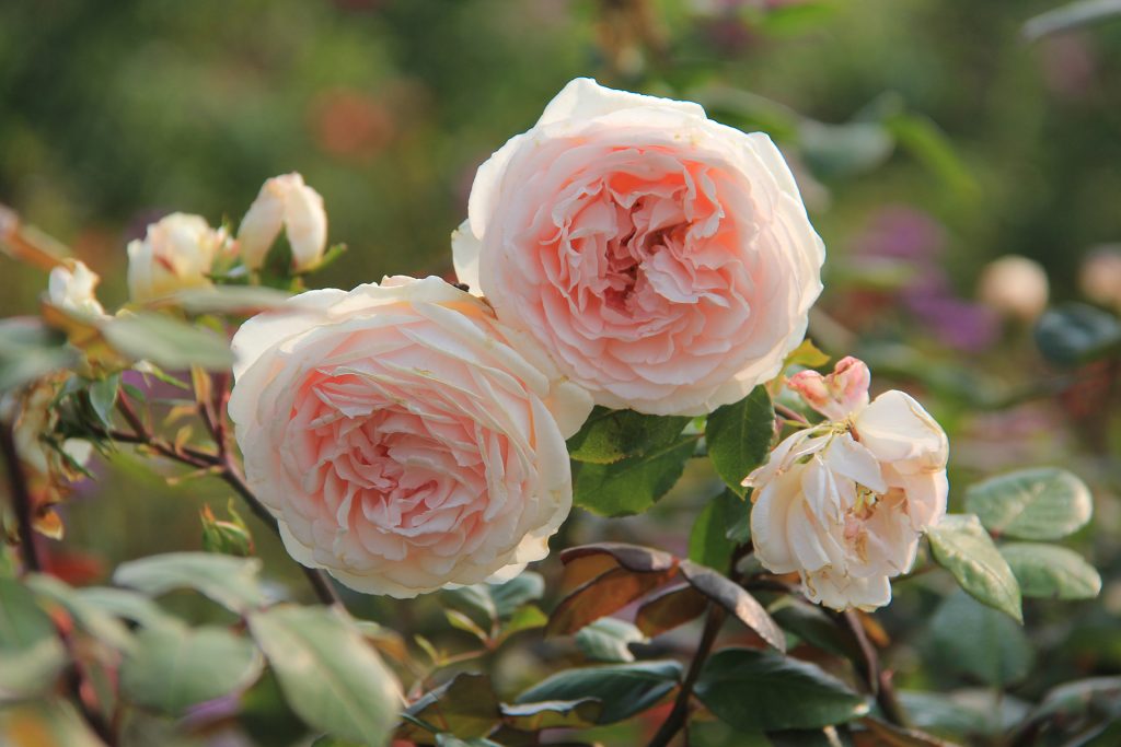 What's in Bloom? September at RBG - Royal Botanical Gardens