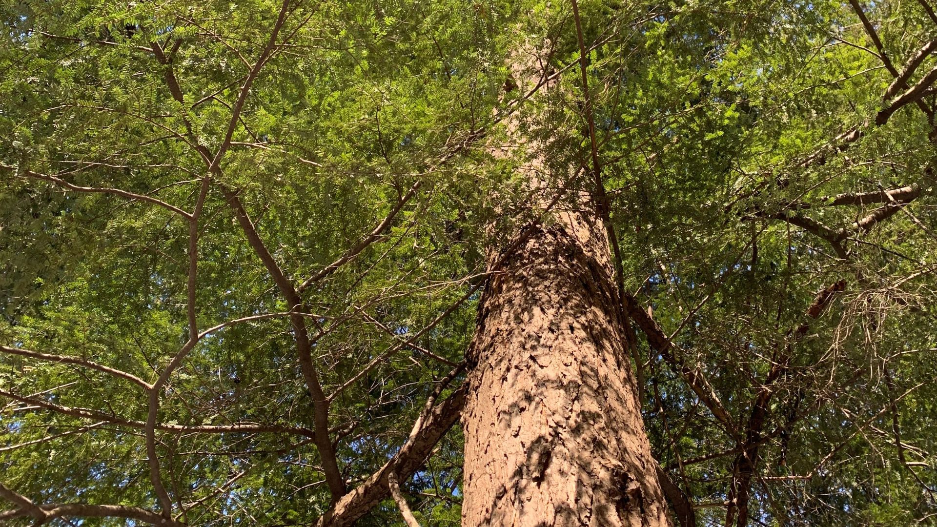 Protecting Our Hemlocks: Slowing the Spread of Hemlock Woolly Adelgid ...