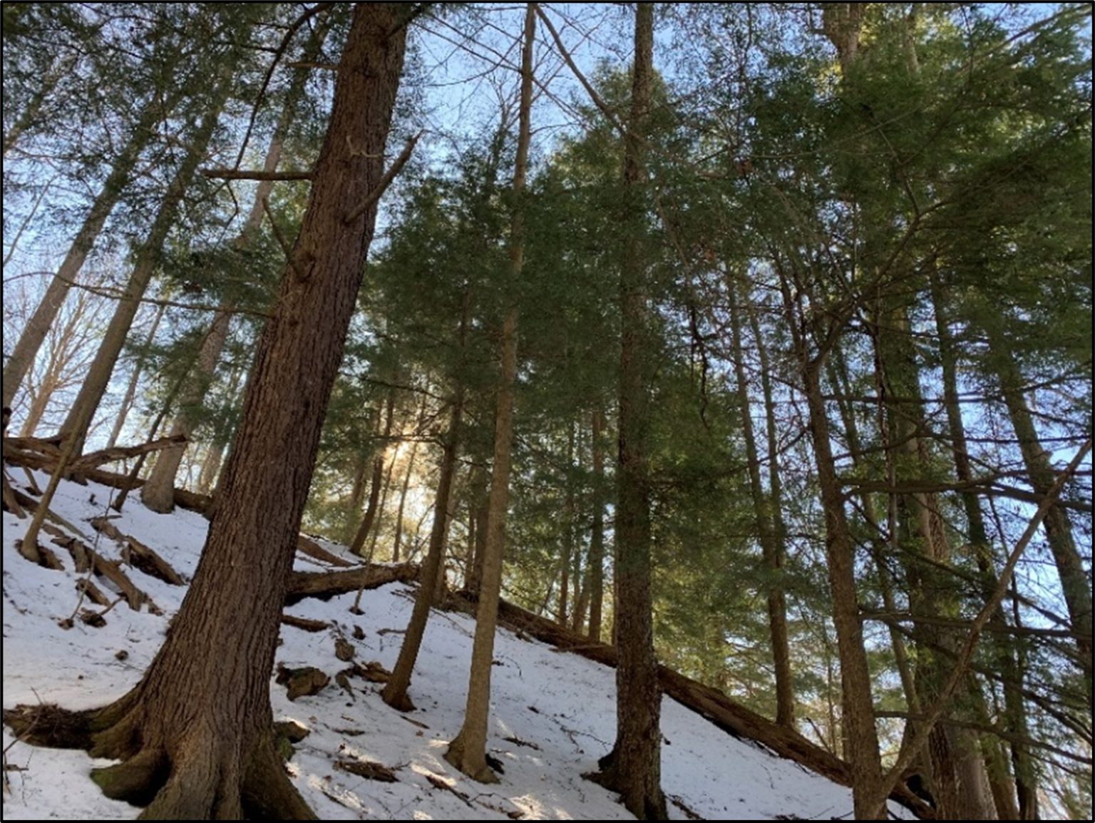 Hemlock Woolly Adelgid: A New Forest Invader at RBG - Royal Botanical ...