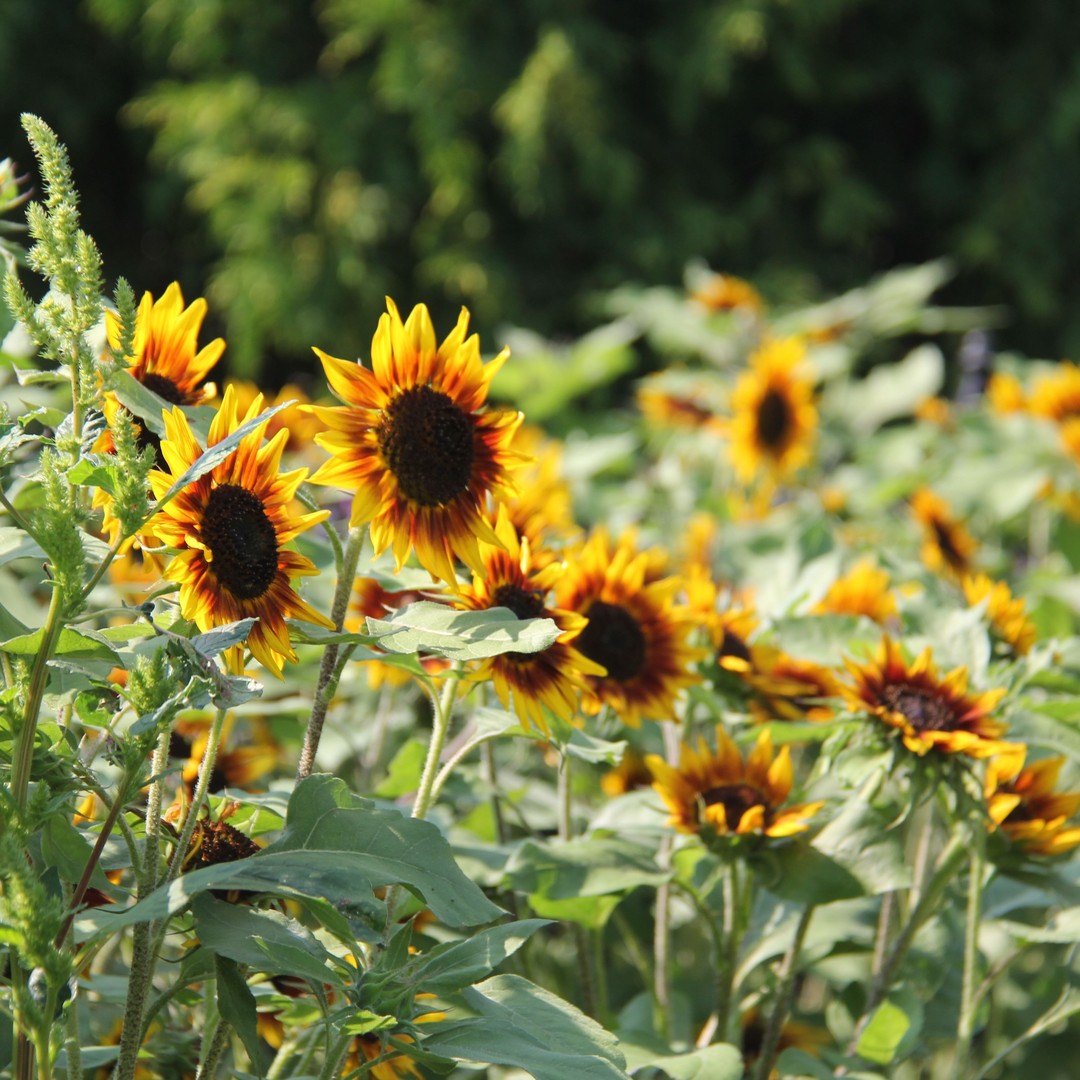 Tour: Gardens for the Birds - Royal Botanical Gardens