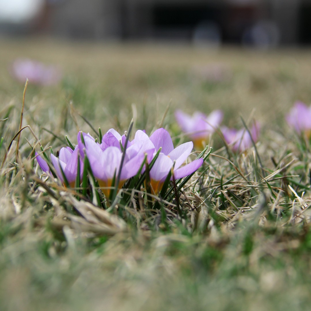 What's in Bloom? March at RBG - Royal Botanical Gardens
