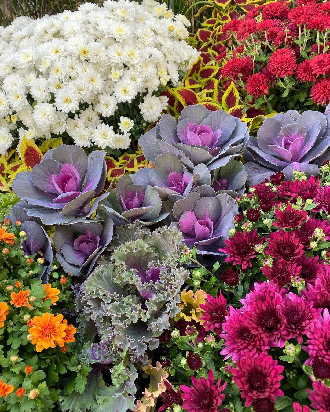 What's in Bloom? October at RBG - Royal Botanical Gardens