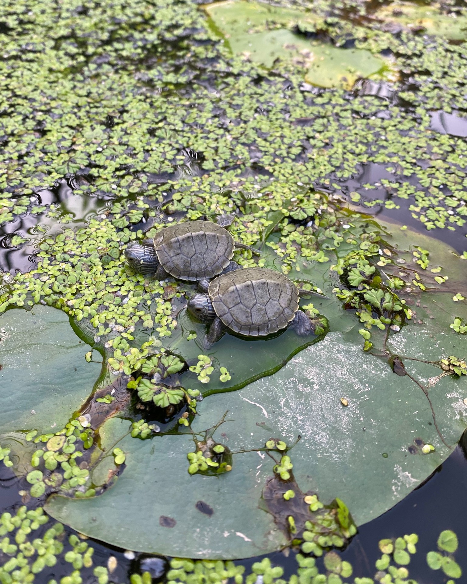 RBG and partners protect endangered turtles with fencing - Royal ...