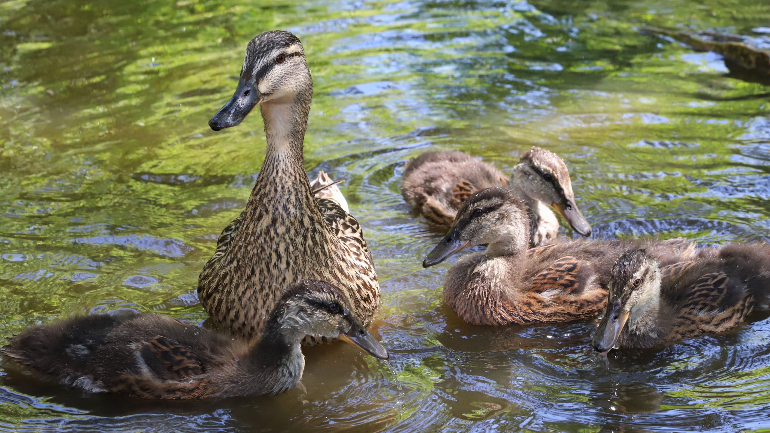 Family Birding: Winter - Royal Botanical Gardens