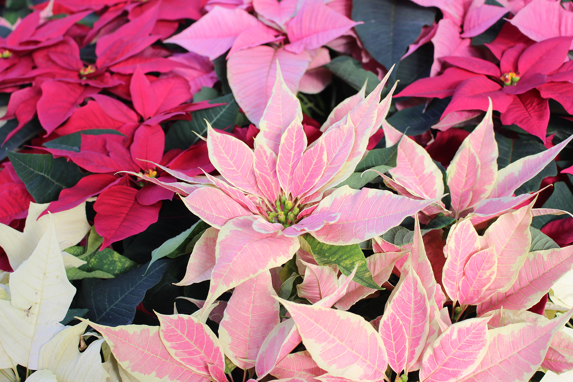 What's in Bloom? December at RBG - Royal Botanical Gardens