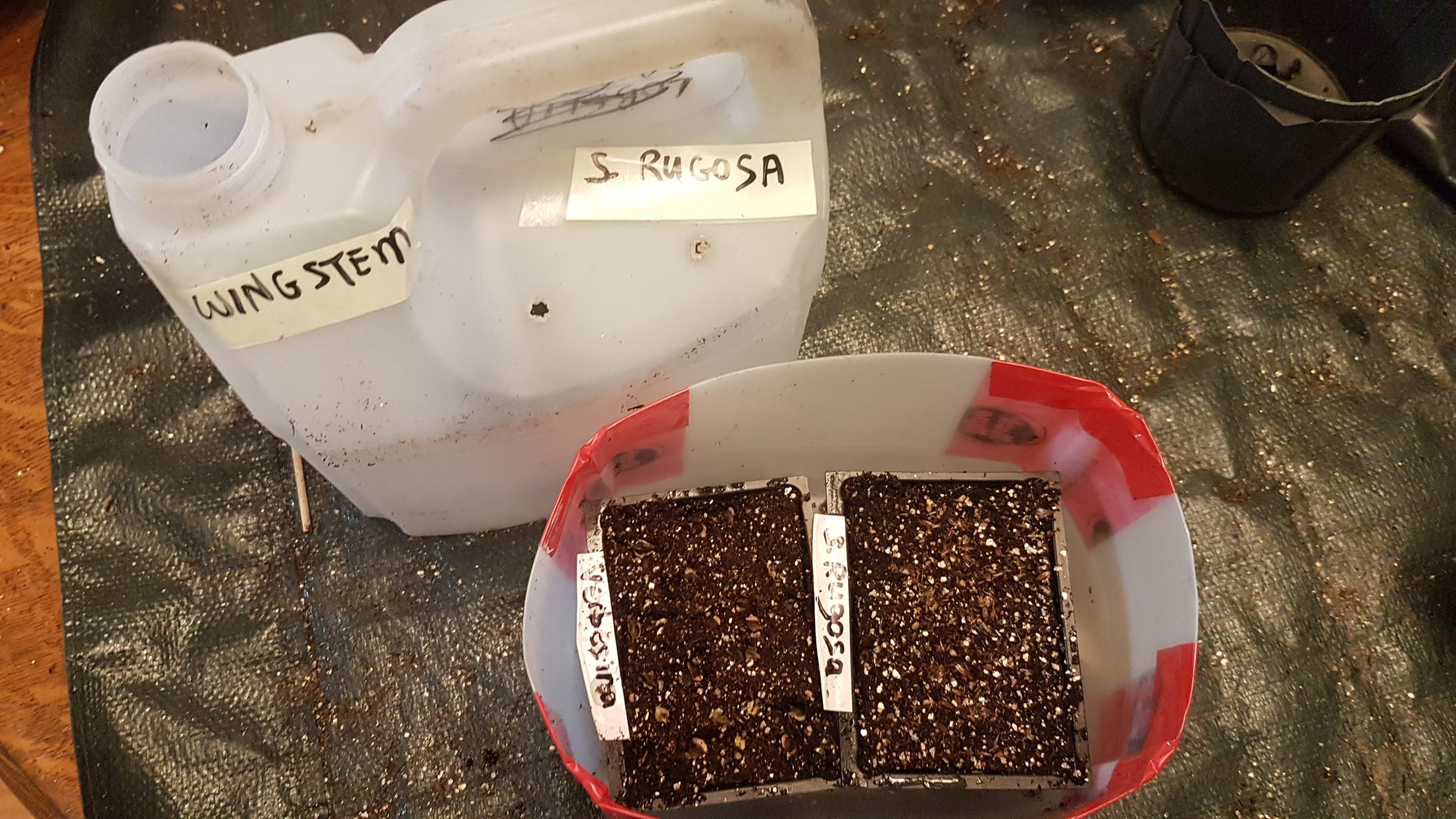 Winter Sowing: Container Choices - Royal Botanical Gardens