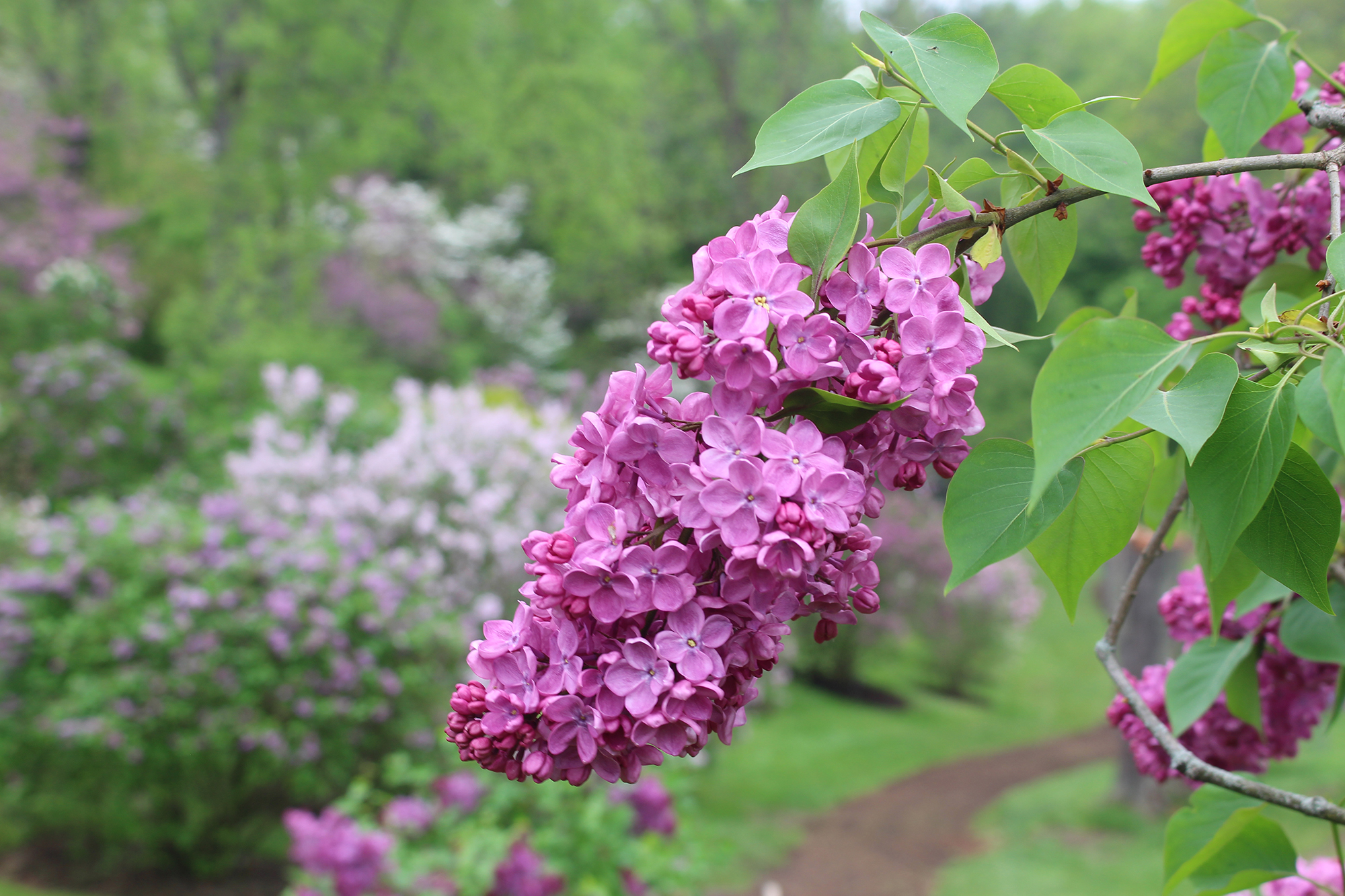By Season - Royal Botanical Gardens