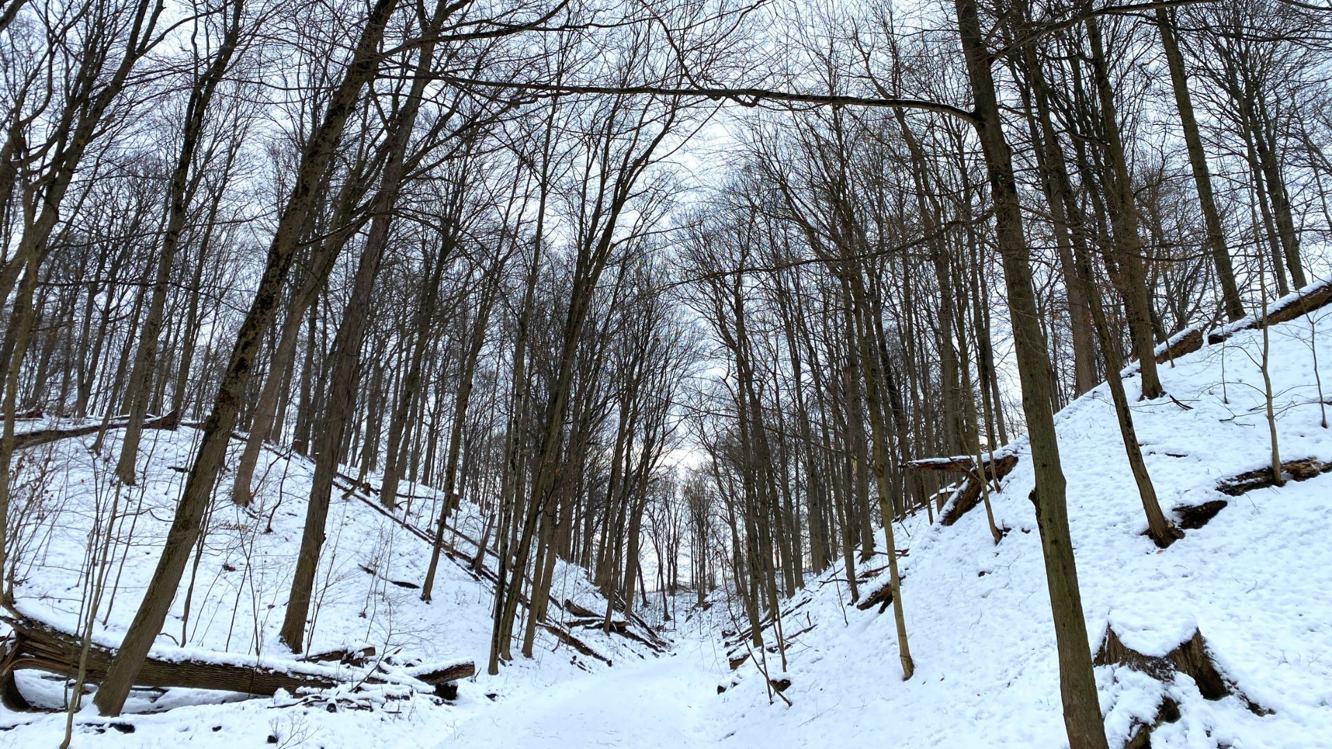 On the Trails: February 2025 - Royal Botanical Gardens