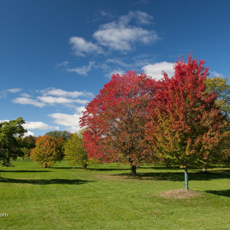 Arboretum - Royal Botanical Gardens