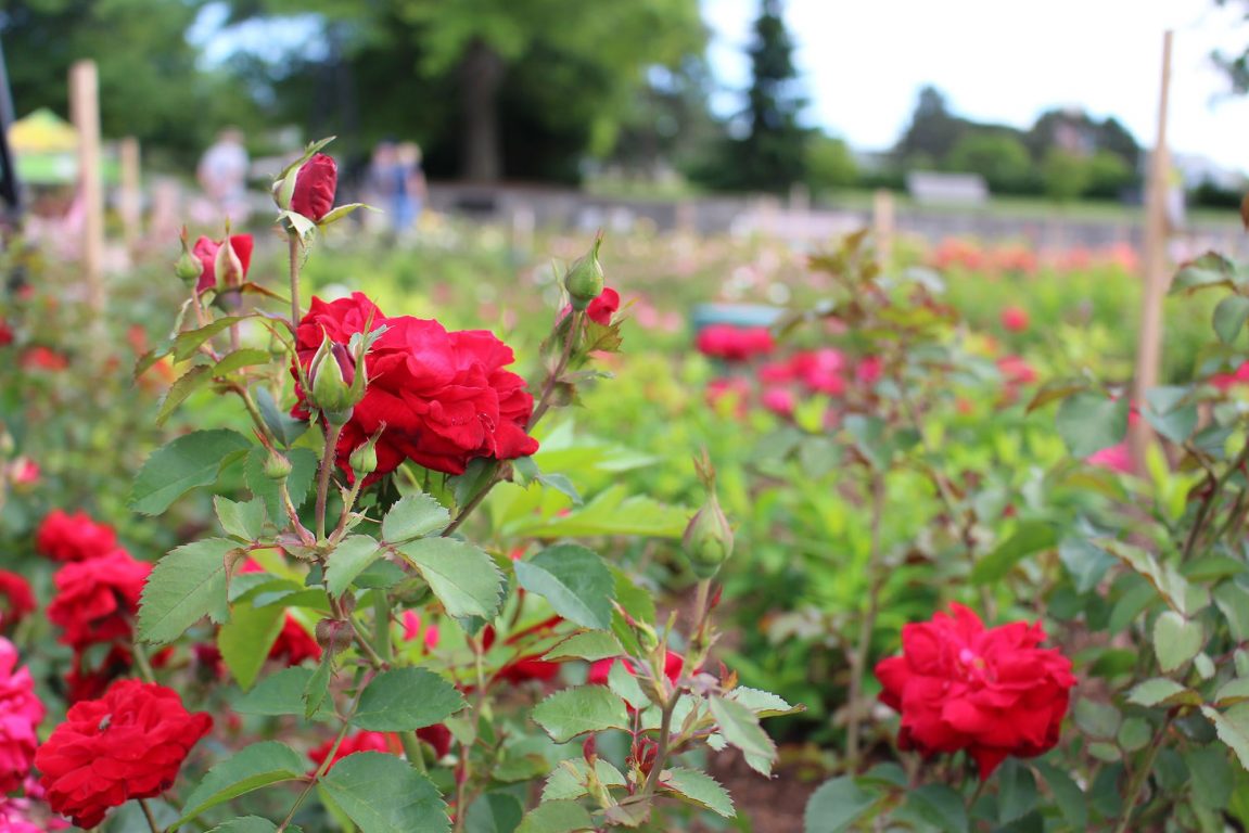 Rose Garden Collection - Royal Botanical Gardens