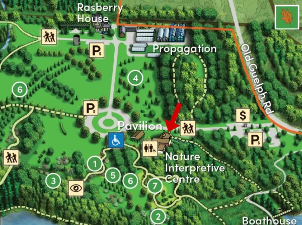 Lilacs - Royal Botanical Gardens