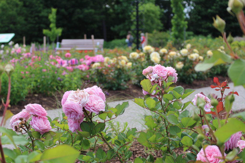 What's in Bloom? June at RBG - Royal Botanical Gardens