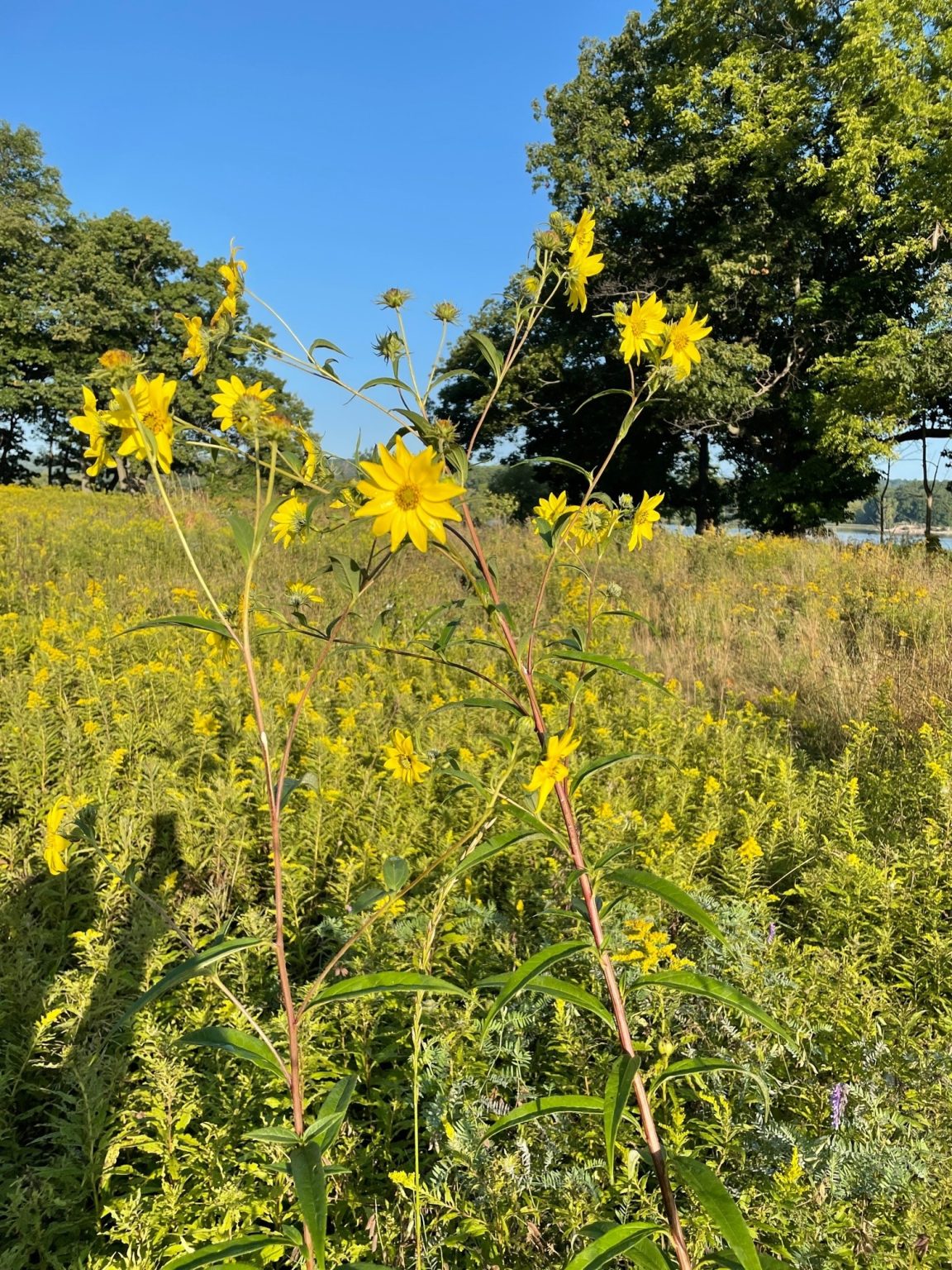 All About Sunflowers: Native Species & Beloved Cultivars - Royal ...