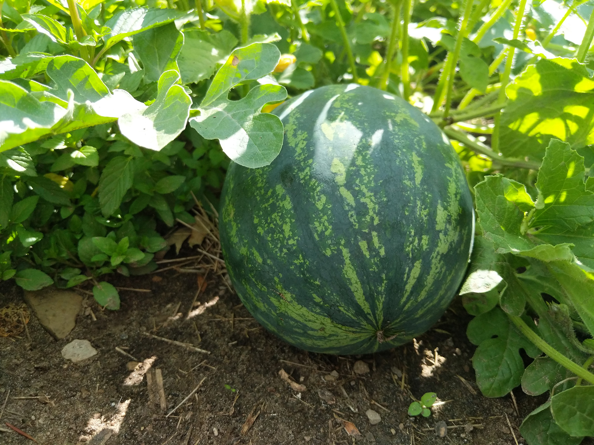 Celebrating Melons at RBG - Royal Botanical Gardens