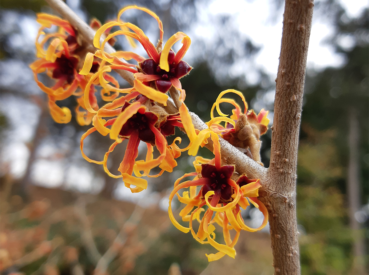 Wicked Witch-Hazels - Royal Botanical Gardens